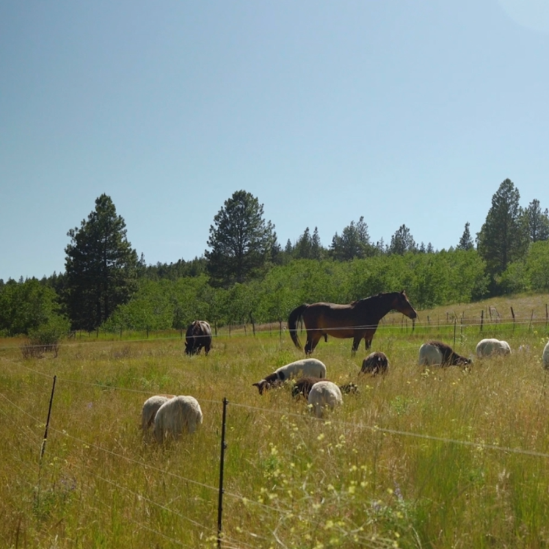 Rotational Grazing – Climate Agri-Solutions Fund